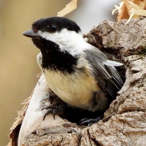 Bird-Brained: Insult or Compliment? – Dubuque Audubon Society