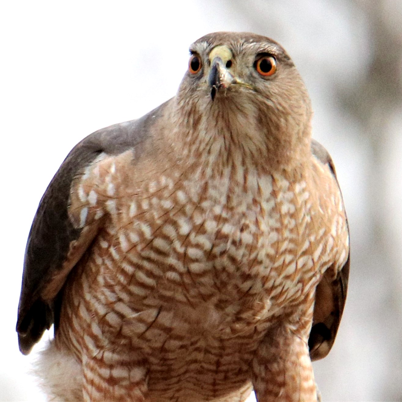 About – Dubuque Audubon Society