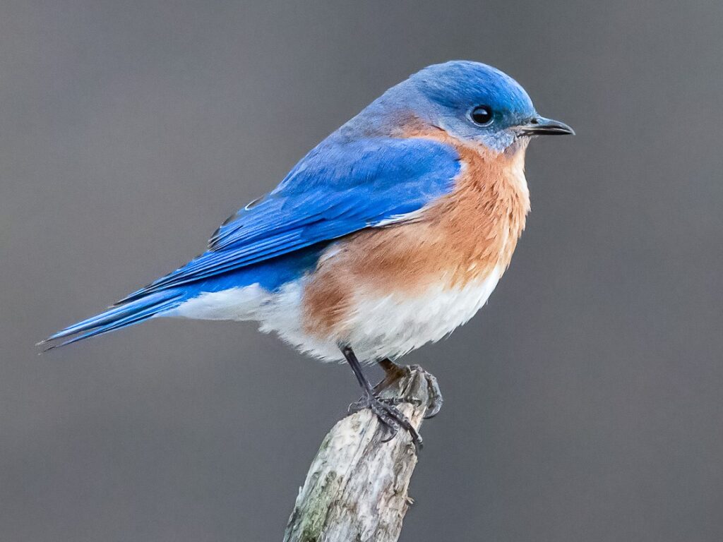 Dubuque Audubon Society – Dubuque, IA, USA