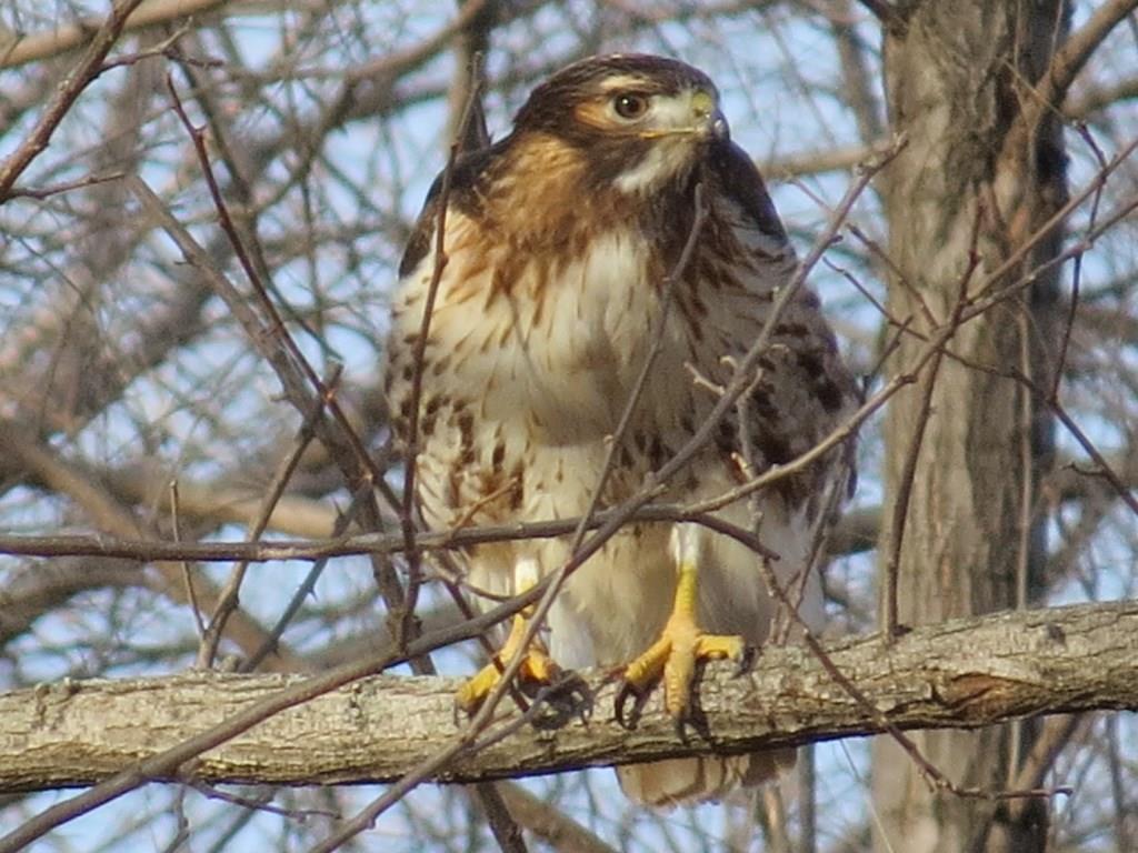 Dubuque Audubon Society – Dubuque, IA, USA